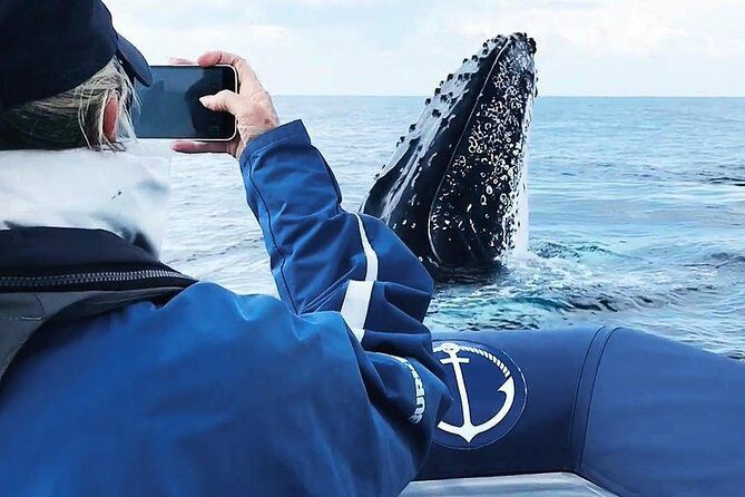 Premier Whale Watching Byron Bay - The Value of Price & What It Covers