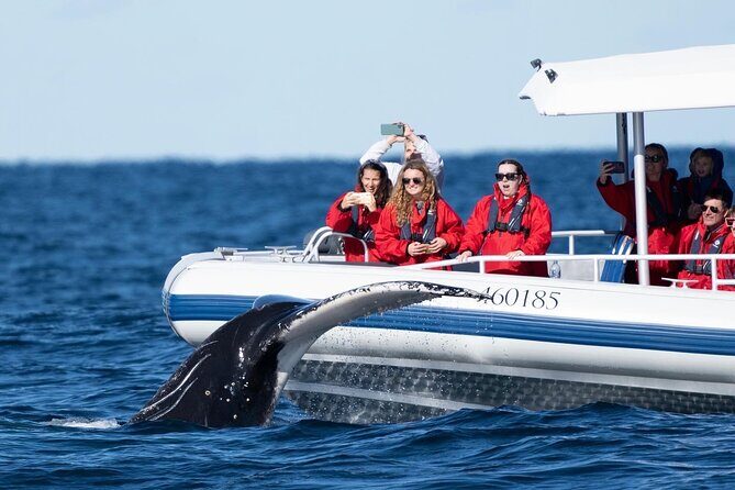Premier Whale Watching Byron Bay - The Itinerary in Detail