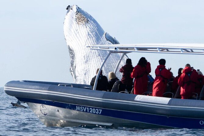 Premier Whale Watching Byron Bay - Who Will Love This Tour?
