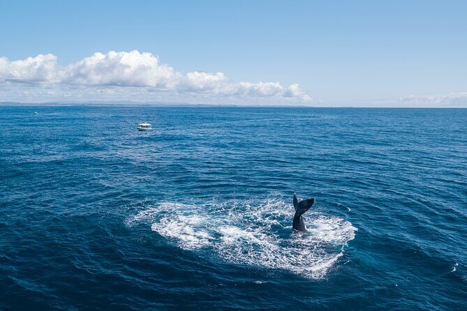 Premier Whale Watching Byron Bay - Final Thoughts