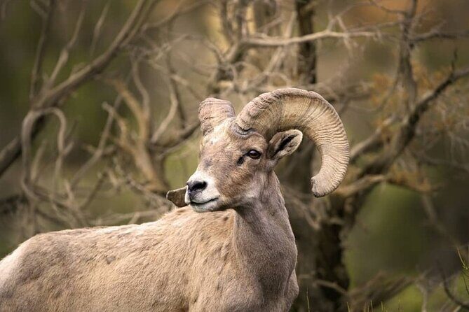 Premier Wildlife Tours in Saguaro National Park - Key Points