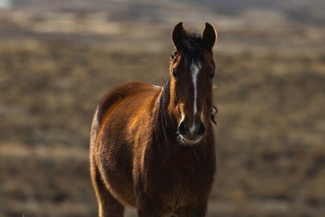 Premier Wildlife Tours in Saguaro National Park - Exploring the Experience in Detail