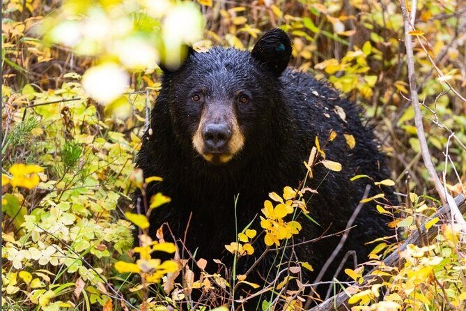 Premier Wildlife Tours in Saguaro National Park - Frequently Asked Questions