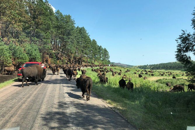 Premiere Private Black Hills Tour: Mt Rushmore, Crazy Horse & Custer State Park - Transport and group size