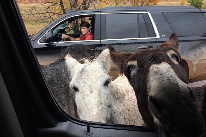 Premiere Private Black Hills Tour: Mt Rushmore, Crazy Horse & Custer State Park - The Sum Up