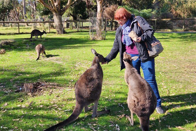 Premium Adelaide Hills Full Day Shore Tour Cruise Port Pick-up - Key Points