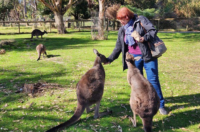 Premium Adelaide Hills Full Day Shore Tour Cruise Port Pick-up - FAQs