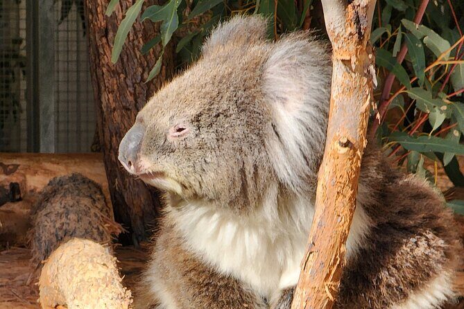 Premium Adelaide Hills Full Day Shore Tour Cruise Port Pick-up - Final Thoughts