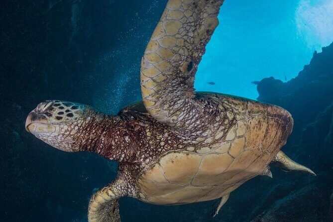 Premium Afternoon Scuba Charter for All Certified Diver Levels - Who Will Love This Tour?