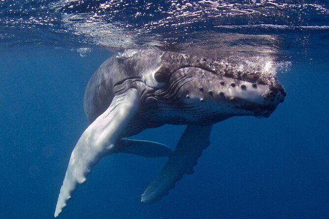 Premium Afternoon Scuba Charter for All Certified Diver Levels - Frequently Asked Questions