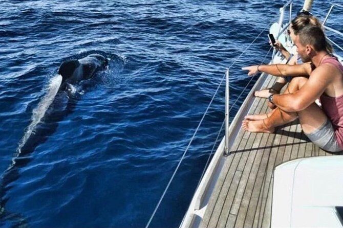 Premium All Inclusive Whale & Dolphin Watching Experience - Celebrating Marine Marvels: A Deep Dive into Tenerife’s Whale & Dolphin Watching Experience