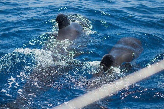 Premium All Inclusive Whale & Dolphin Watching Experience - Authentic Experiences & Honest Feedback