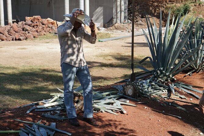 Premium Classic Tequila Experience in Cava de Oro - The Sum Up