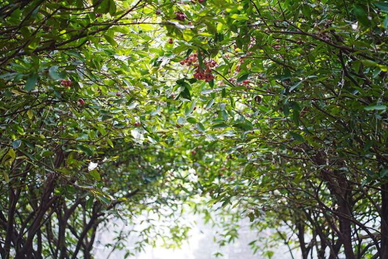 Premium Con Son Islet tour  Explore The Precious Gem - What You Can Expect on This Tour