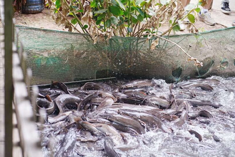 Premium Con Son Islet tour  Explore The Precious Gem - Who Should Consider This Tour?