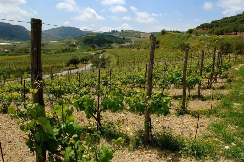 Premium Crete Olive oil tasting, Wine, Raki and Cretan food! - Who Should Consider This Tour?