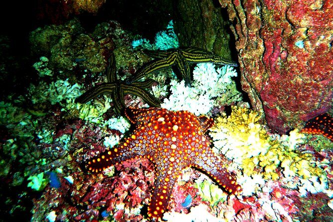Premium Family Snorkeling Experience - Final Thoughts