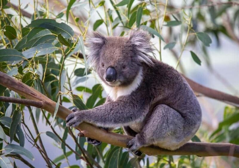 Premium Great Ocean Road Reverse Tour 13Pax Max Hotel PickUP - Wildlife and Unique Encounters