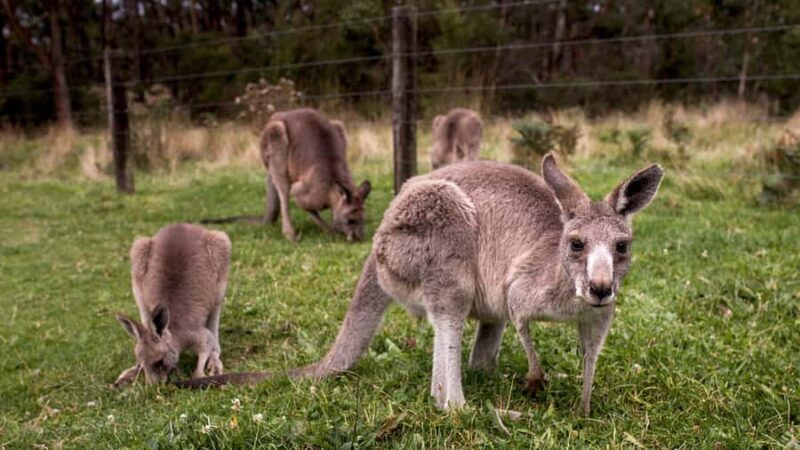 Premium Great Ocean Road Small Group Tour, 12 Apostles - Who Should Choose This Tour?