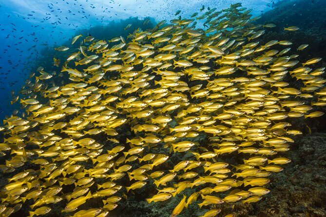 Premium Guided Dive Trip - Outer Great Barrier Reef - An In-Depth Look at the Outer Great Barrier Reef Guided Tour