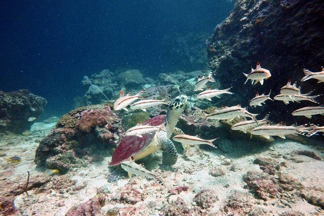 Premium Guided Scuba Diving Day Trip for Certified Divers - A Closer Look at the Phuket Diving Experience