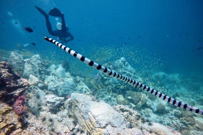 Premium Guided Scuba Diving Day Trip for Certified Divers - Final Thoughts