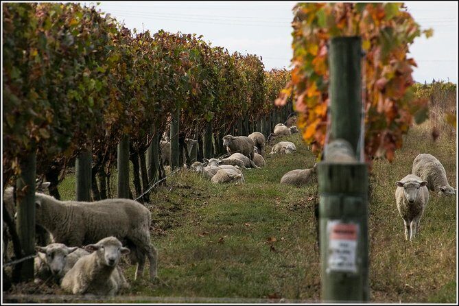 Premium-Hawke's Bay, Napier Winery Tour - 5.5 hours - FAQ