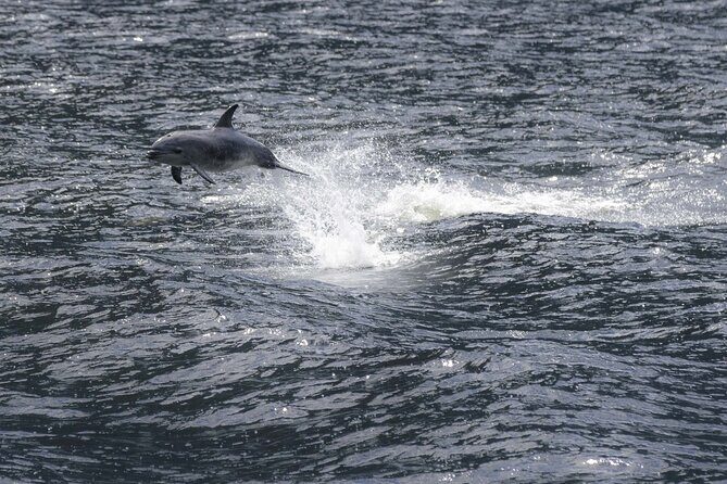 Premium Milford Sound Cruise Including Lunch - The Experience in Practice: Authentic Reviews and Insights