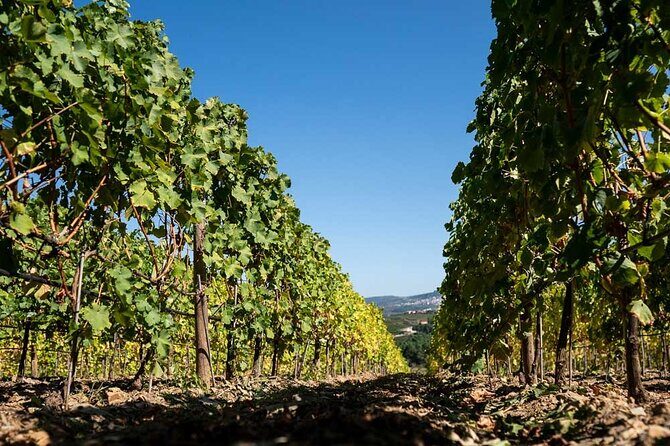Premium Private Douro Tour: 2 Wineries with Tastings & Cruise - Exploring the Douro Valley: An In-Depth Look at the Premium Private Tour