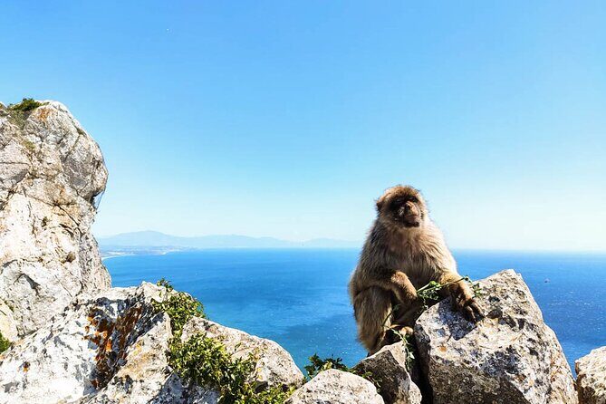 Premium private trip to Gibraltar from Seville (multiple options) - An In-Depth Look at the Gibraltar Private Tour from Seville