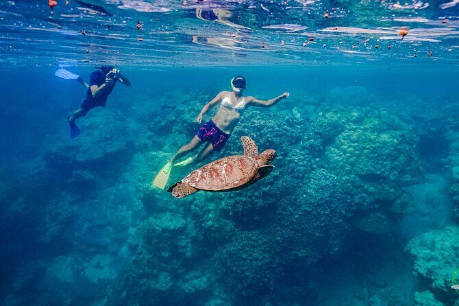 Premium Sea Scooter Turtle Adventure - FAQs