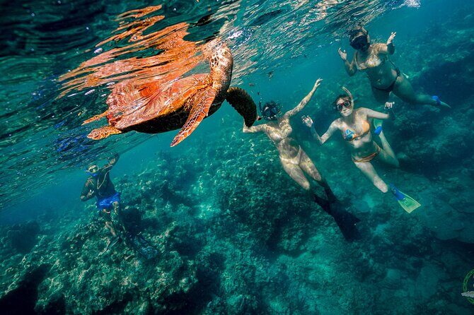 Premium Sea Scooter Turtle Adventure - Final Thoughts