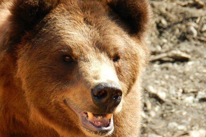 PREMIUM Sitka Scenic Tour - FAQs