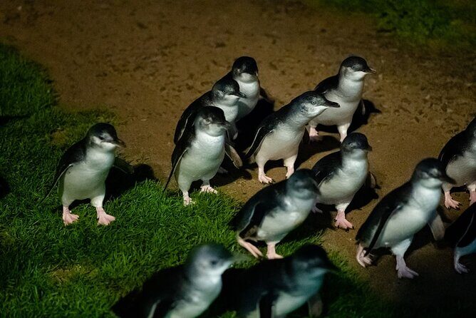 Premium Small Group Philip Island eco Tour - What Makes This Tour Stand Out