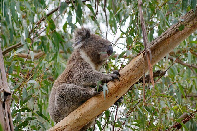 Premium Small Group Philip Island eco Tour - Who Would Love This Tour?
