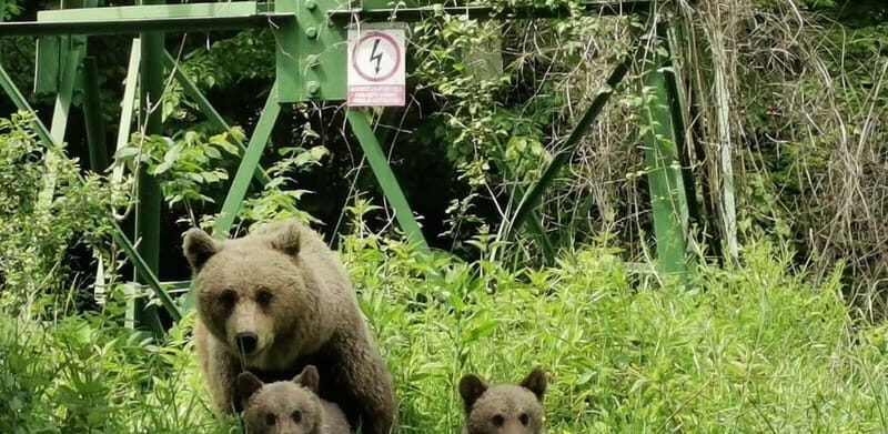 PREMIUM TOUR: Bears Safari on Transfagarasan Road - What Makes This Tour Stand Out?