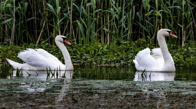 PREMIUM TOUR SMALL GROUP Bucharest: Day Trip to Danube Delta - Key Points