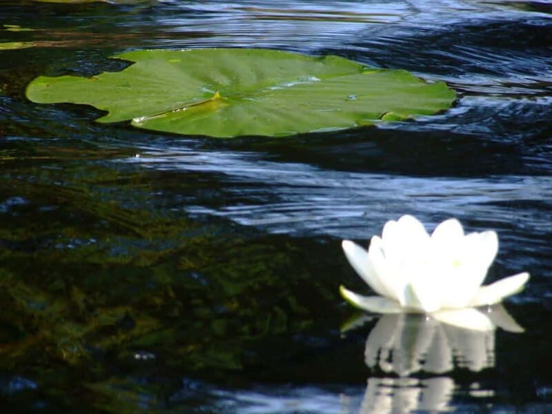 PREMIUM TOUR SMALL GROUP Bucharest: Day Trip to Danube Delta - An In-Depth Look at the Experience