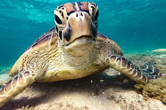 Premium Whitsunday Islands Sail, SUP & Snorkel Tour - Who Should Consider This Tour?