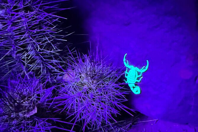 Prescott Night Hike and Stargazing - An In-Depth Look at Prescott Night Hike and Stargazing