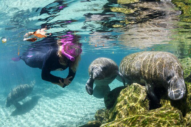 Preseason Special Snorkeling with Manatees Experience - Introduction