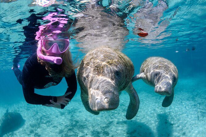 Preseason Special Snorkeling with Manatees Experience - Key Points