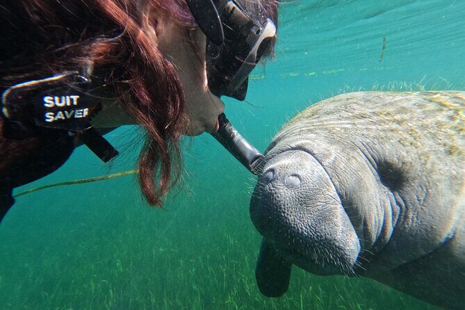 Preseason Special Snorkeling with Manatees Experience - The Sum Up