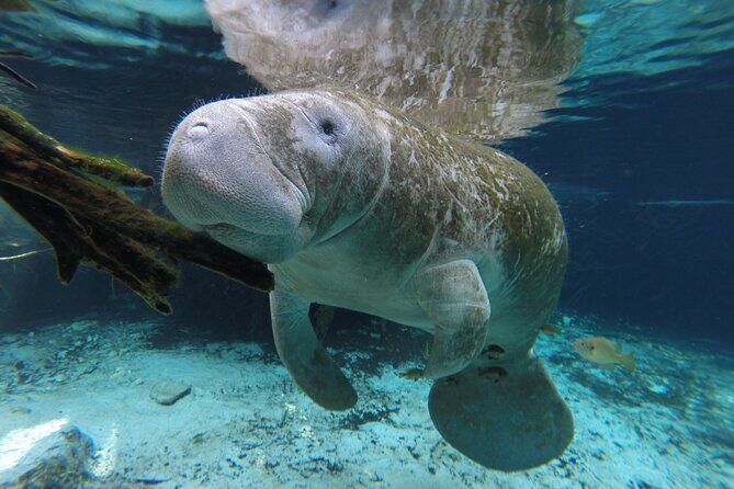 Preseason Special Snorkeling with Manatees Experience - FAQ
