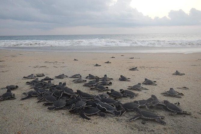 Preserving Baby Sea Turtles And Filling You With Energy In Bioluminescent Lights - Introduction to Puerto Escondido’s Natural Charm