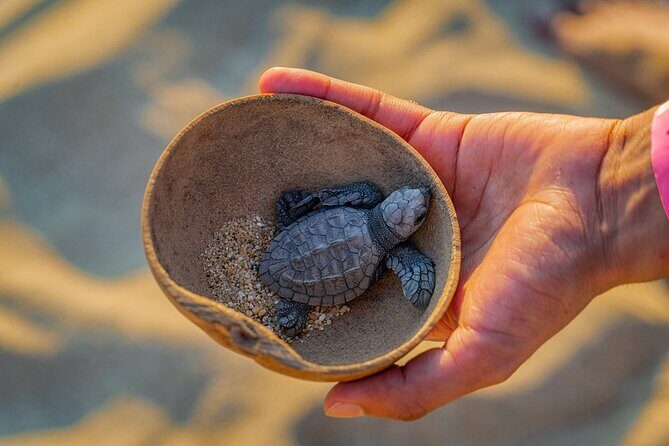 Preserving Baby Sea Turtles And Filling You With Energy In Bioluminescent Lights - Cancellation and Weather Policy