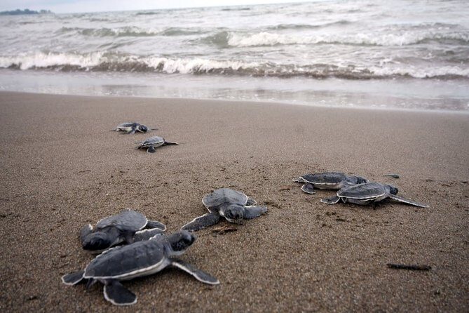 Preserving Baby Sea Turtles And Filling You With Energy In Bioluminescent Lights - Final Encouragement
