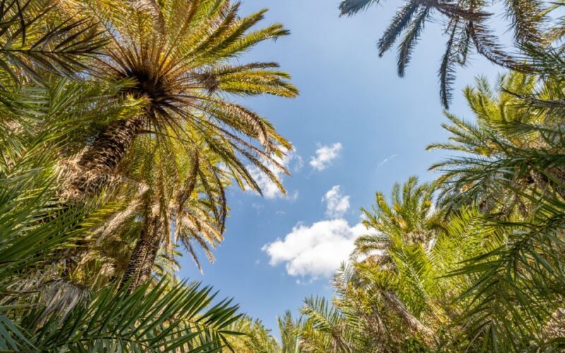 Preveli from Heraklion: Exotic Beach & Palm Forest, PickUp - FAQs