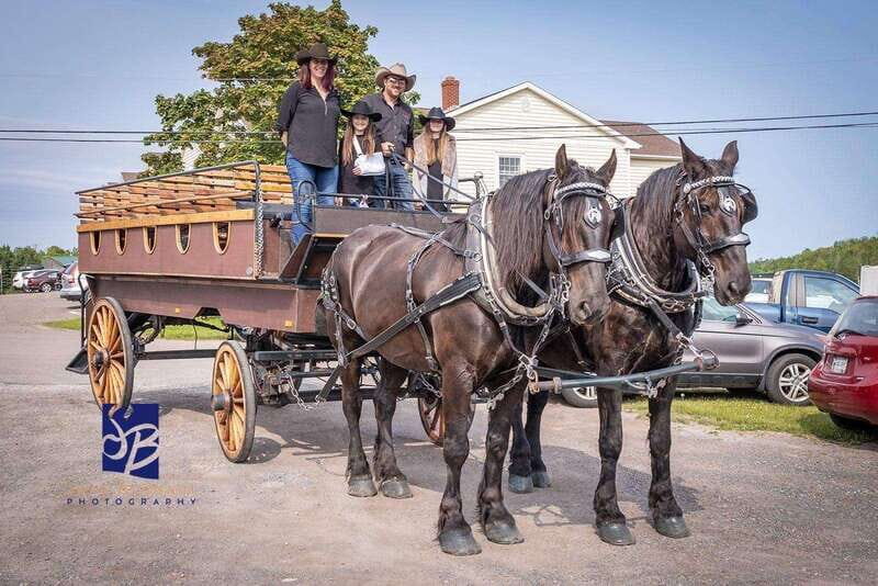 Prince Edward Island: Horse-Drawn Carriage Tour - A Closer Look at the Experience