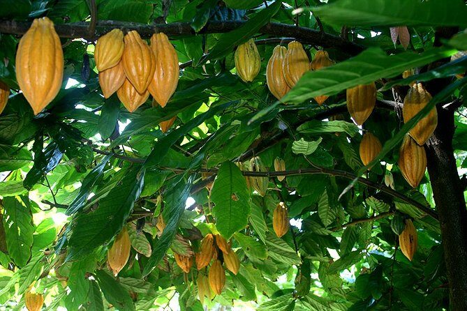 Princeville Botanical Gardens Tour and Chocolate Tasting Ticket - The Fruit and Honey Sampling: Savoring Kauai’s Bounty